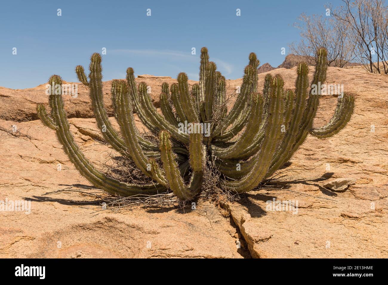 Cactus, Euphorbia, at Spitzkoppe, Erongo Mountains, Namibia Stock Photo ...