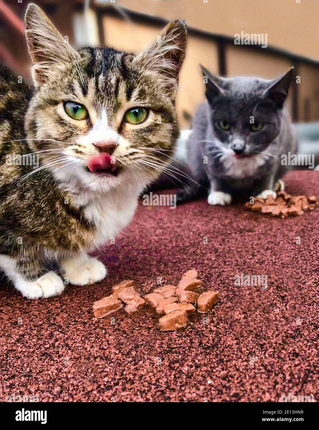 Time With My Cats High Resolution Stock Photography and Images - Alamy