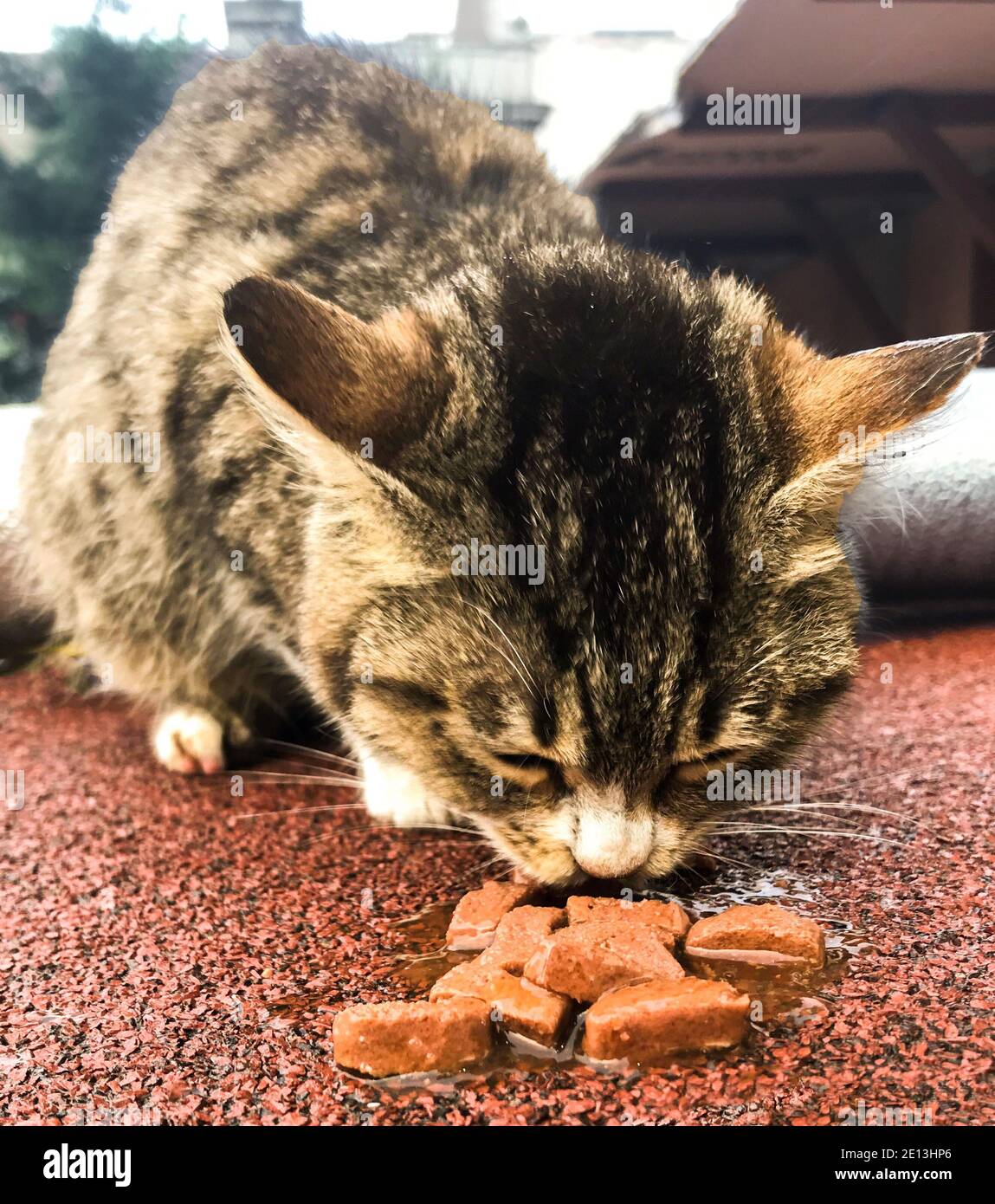 Time to feed for cats hi-res stock photography and images - Alamy