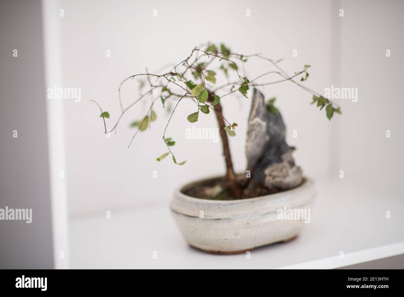 Carmona bonsai hi-res stock photography and images - Alamy