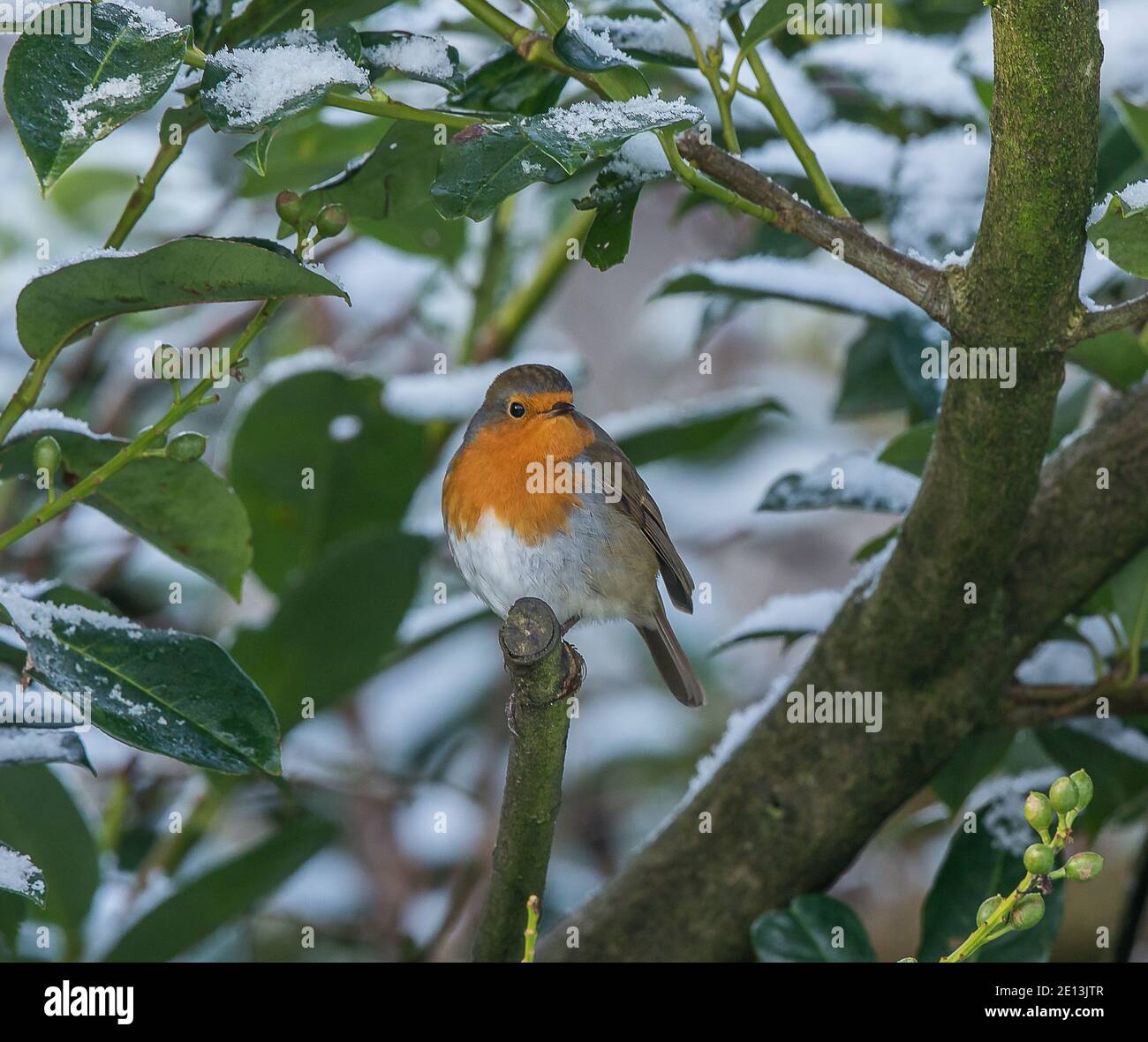 Robin in open countryside hi-res stock photography and images - Alamy