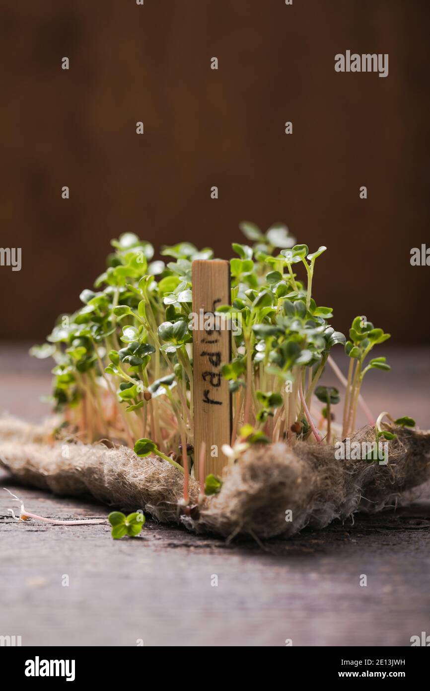 Radish sprouting Microgreens. Seed Germination at home. Vegan and ...