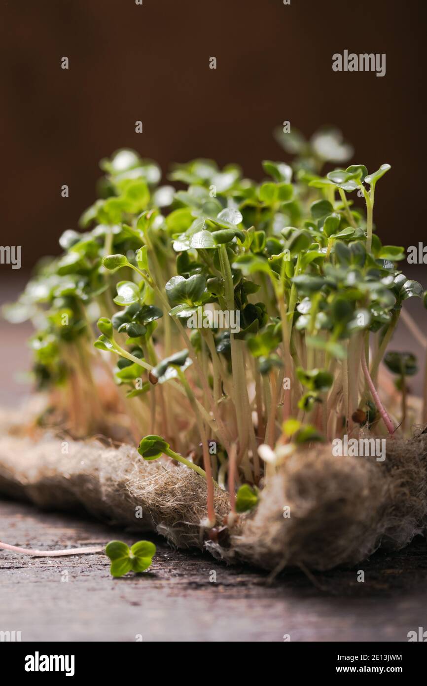 Radish sprouting Microgreens. Seed Germination at home. Vegan and ...