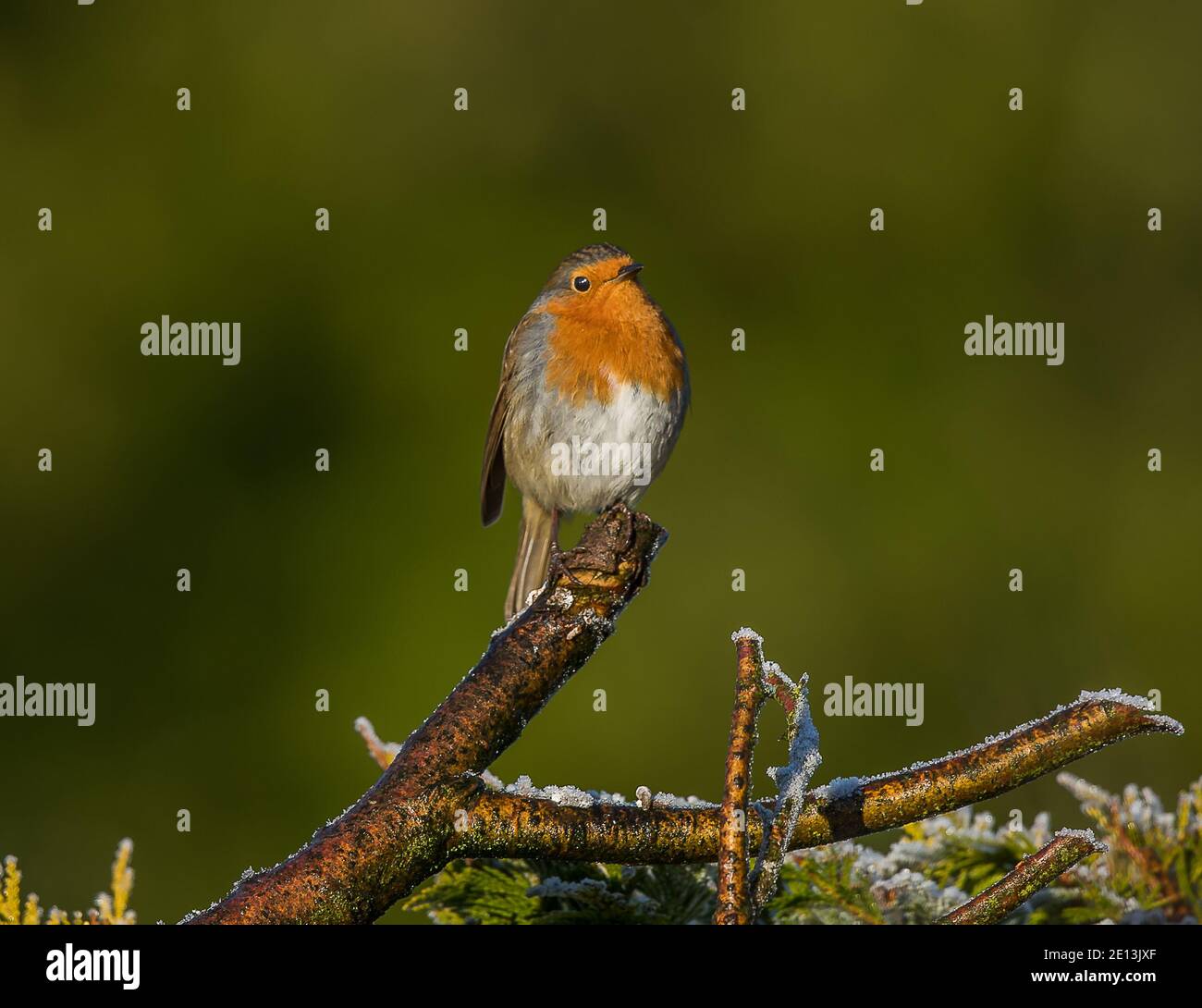 Robin in open countryside hi-res stock photography and images - Alamy