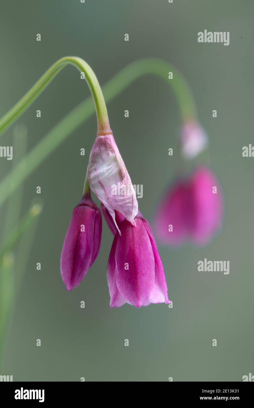 Allium family hi-res stock photography and images - Alamy