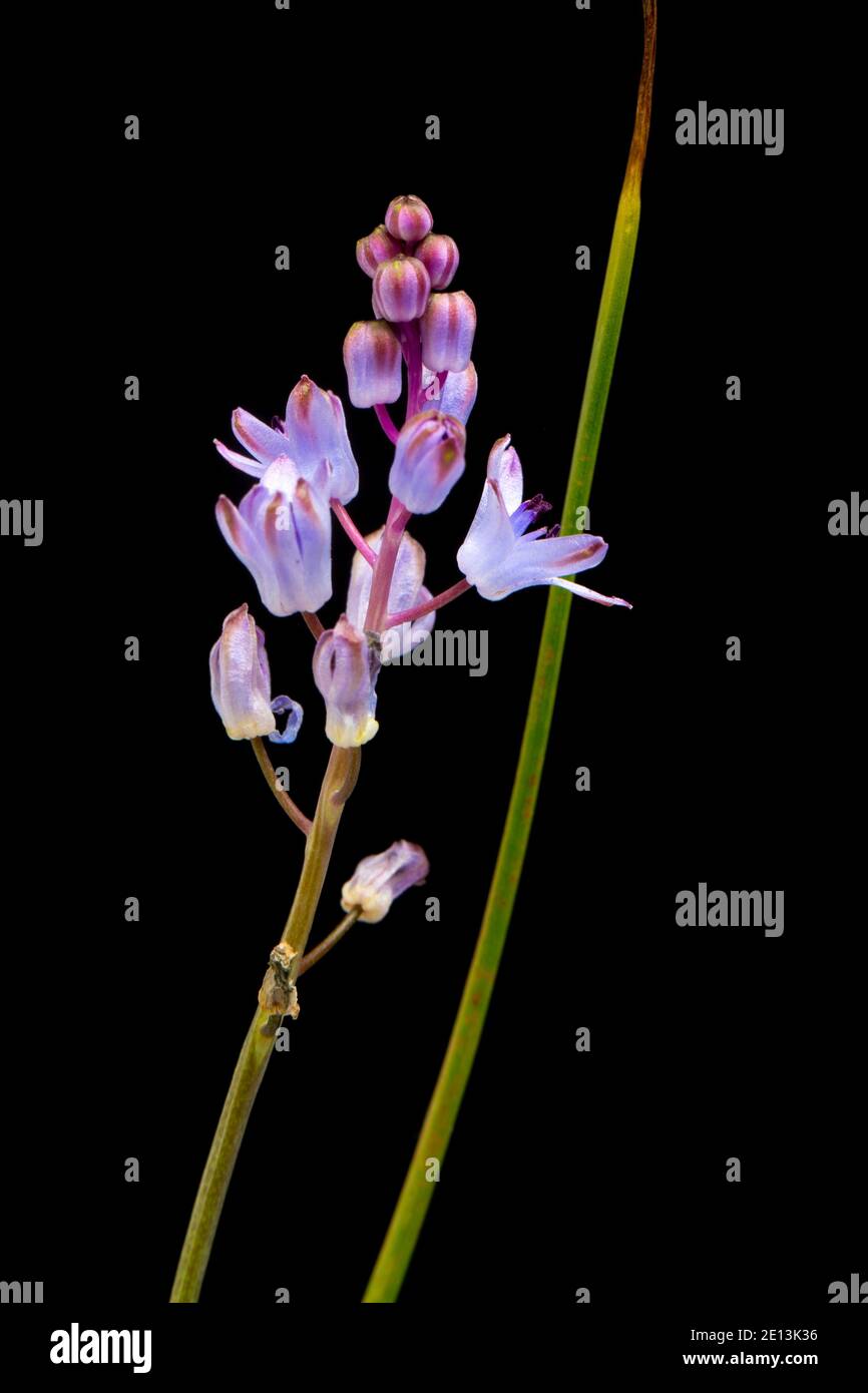 Squill hi-res stock photography and images - Alamy