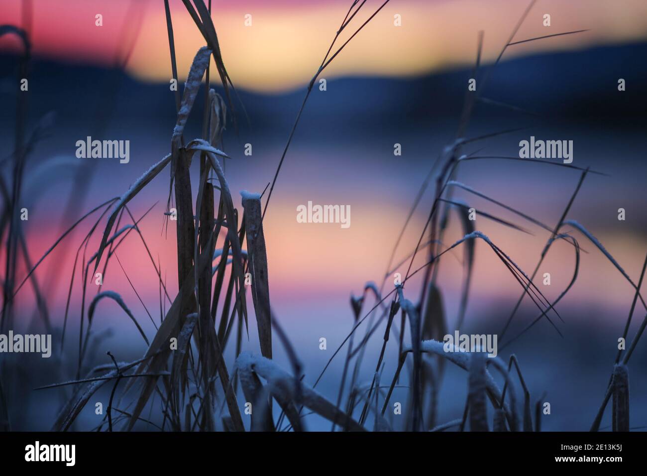 Cold winter sunset with grass covered with frost. View of the river ...