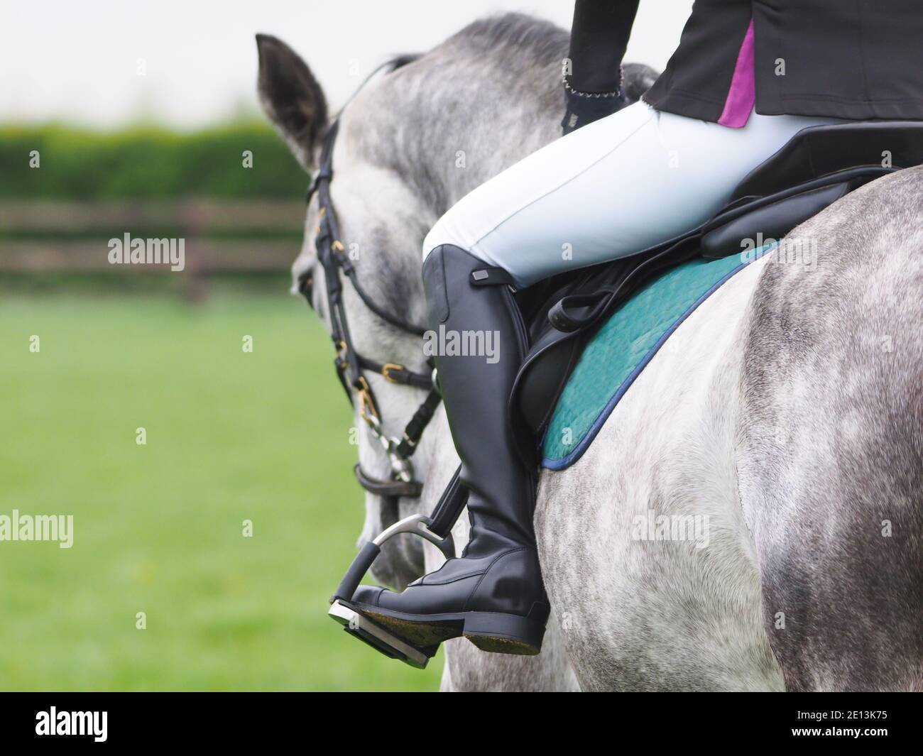 A close up of the back of a grey horse and rider Stock Photo - Alamy