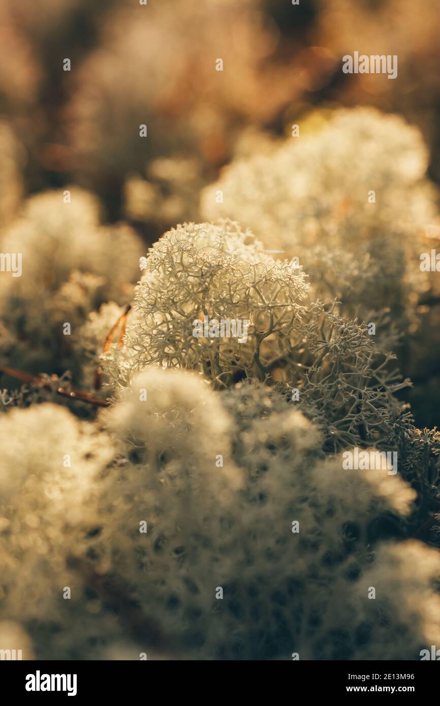 Moss structure hi-res stock photography and images - Alamy