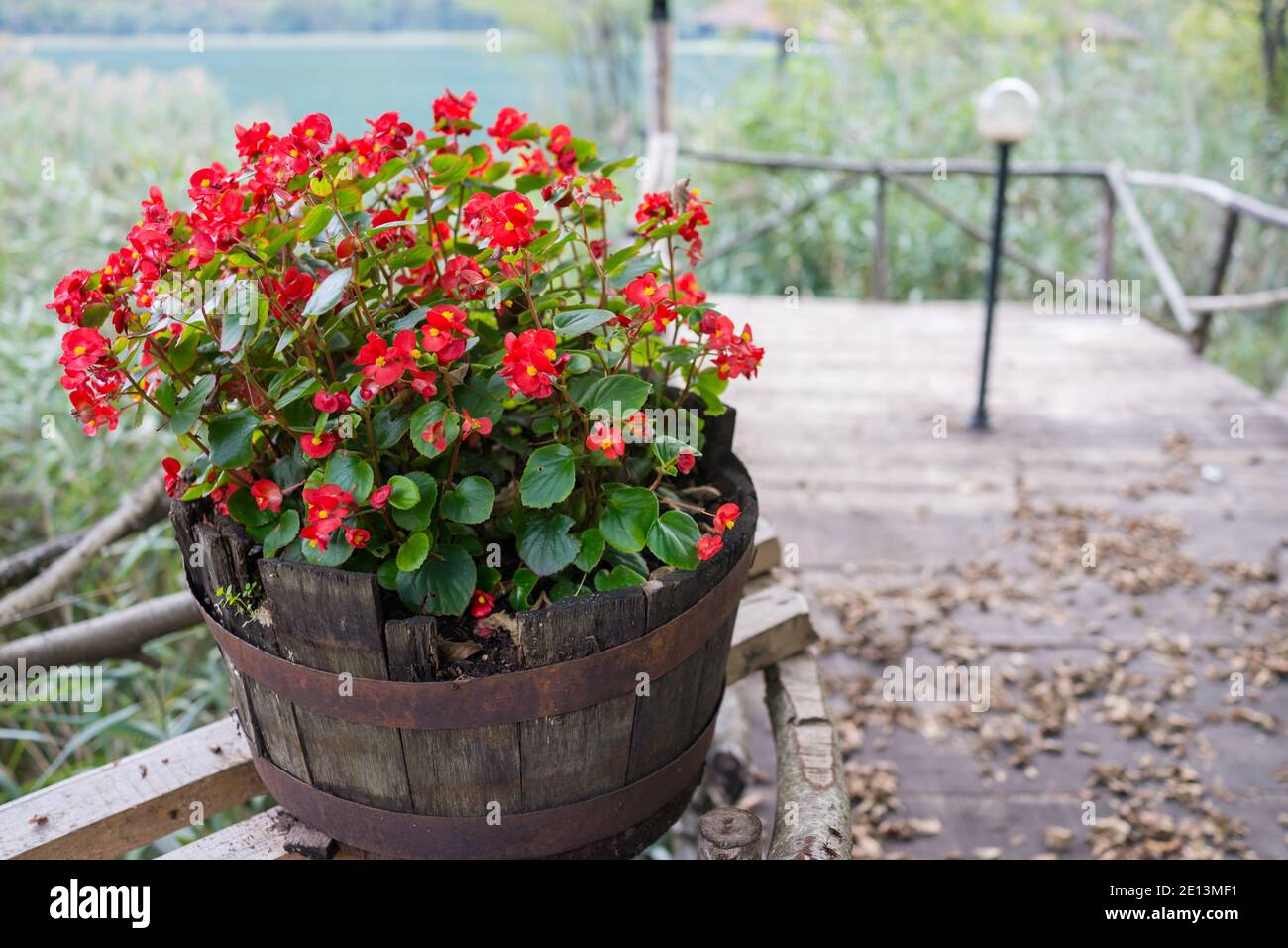 Dock flower hi-res stock photography and images - Alamy