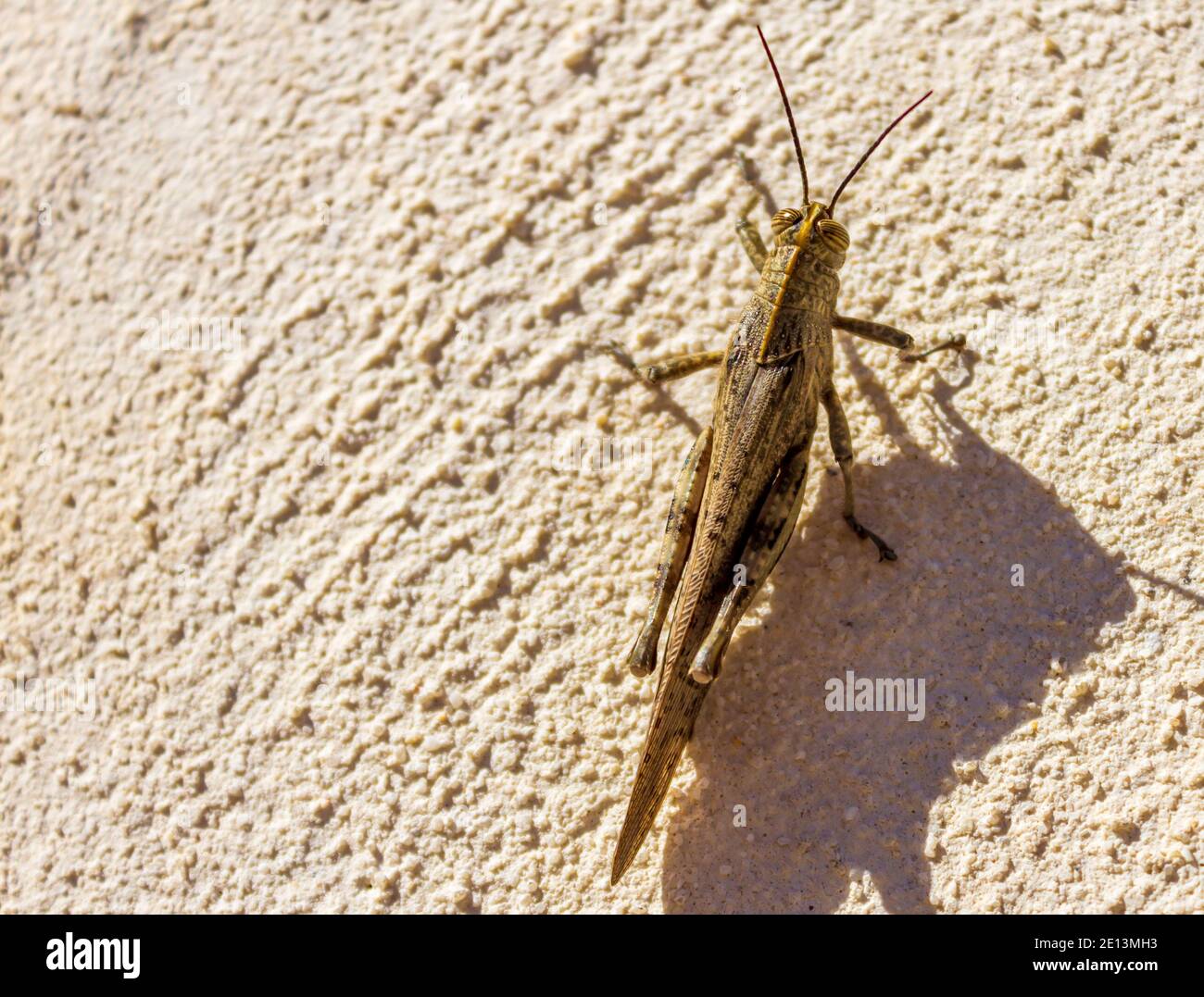 Egyptian Locust High Resolution Stock Photography and Images - Alamy