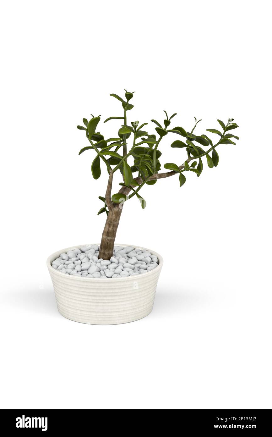 Jade plant in a pot isolated on white background - 3d render Stock ...