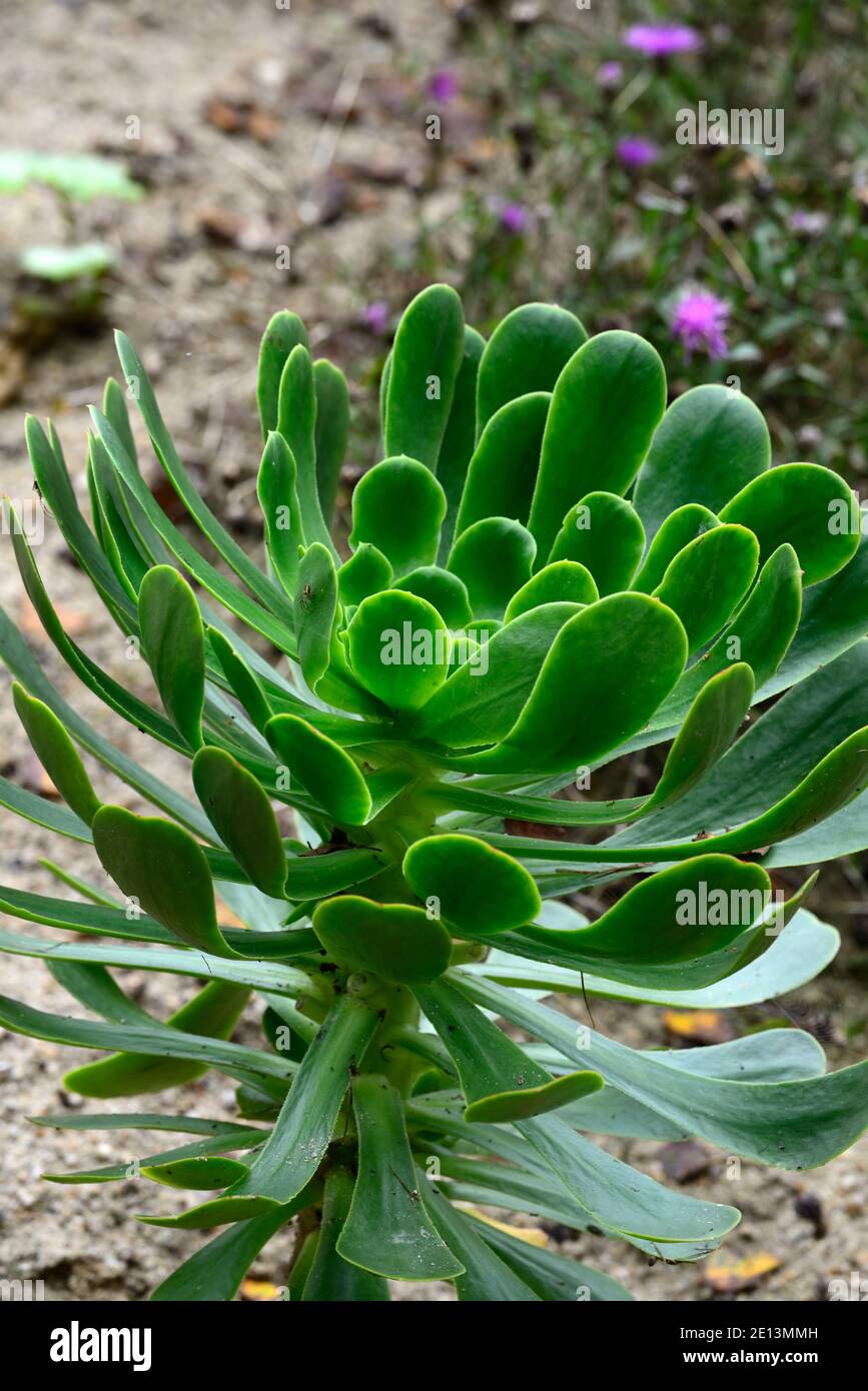 Succulent aeonium hi-res stock photography and images - Alamy