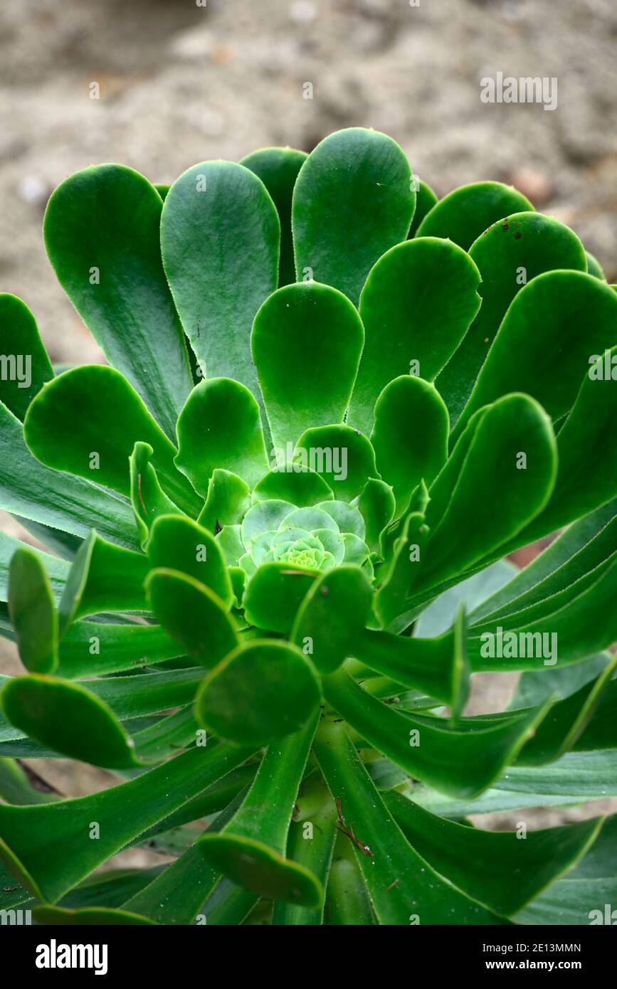 Aeonium sun disc,houseleek,pale green leaves,fleshy leaves,rosette ...