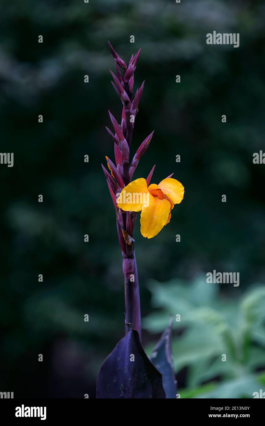 Canna Semaphore,fiery orange yellow flowers,dark bronze foliage,dark ...