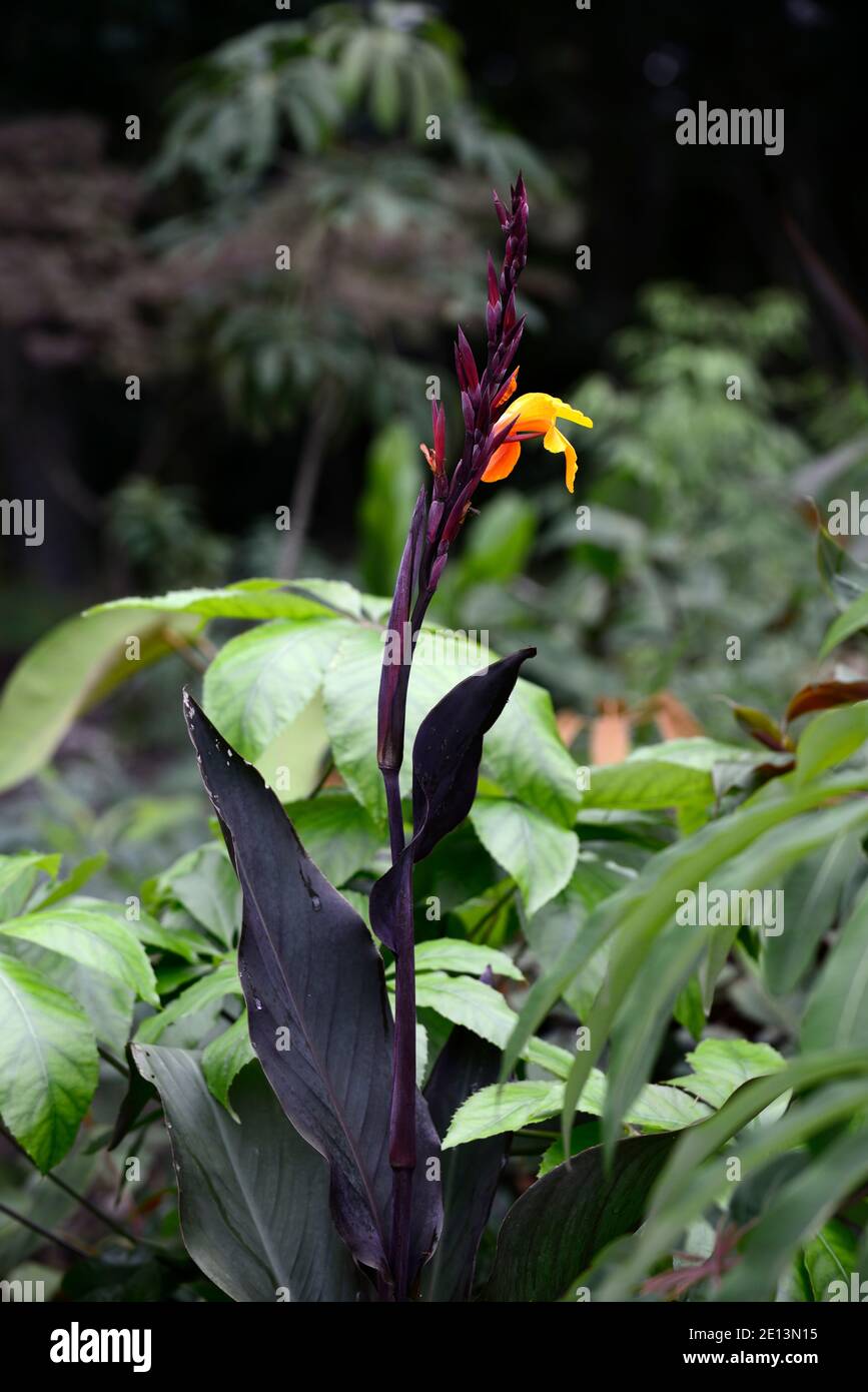Canna semaphore hi-res stock photography and images - Alamy