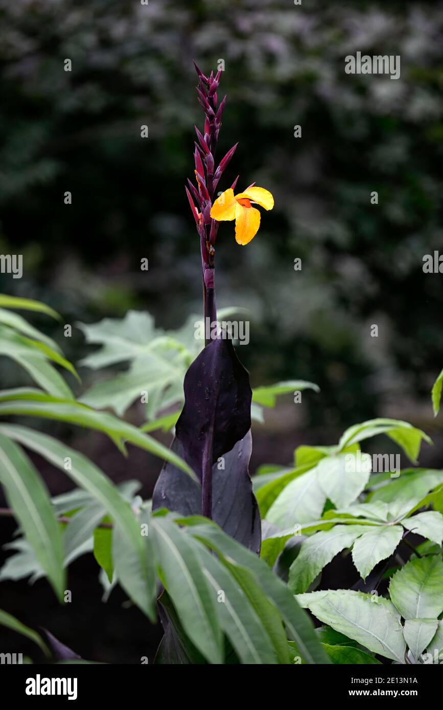 Canna Semaphore,fiery orange yellow flowers,dark bronze foliage,dark ...