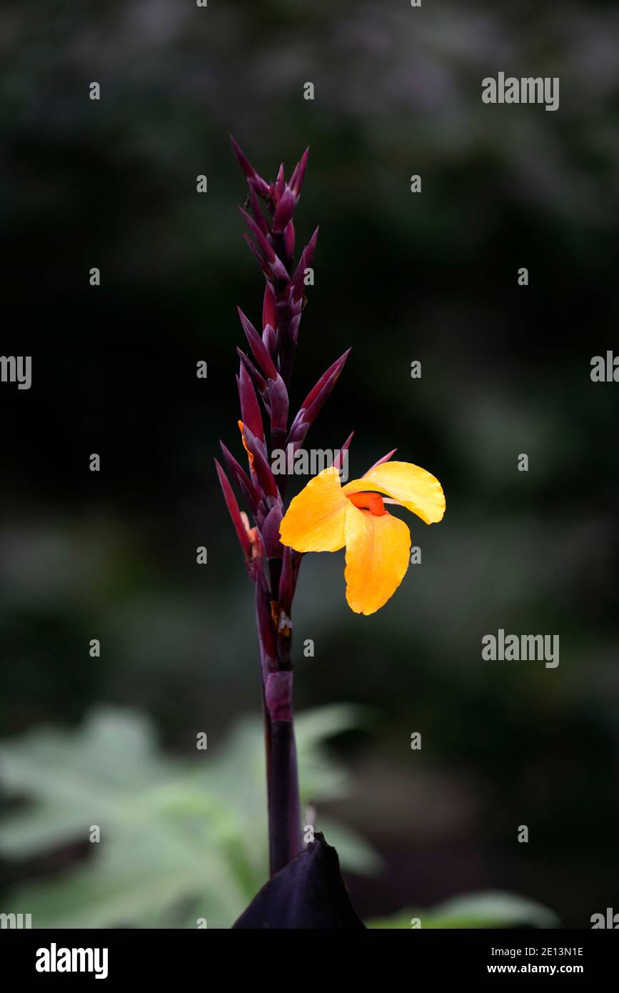 Canna Semaphore,fiery orange yellow flowers,dark bronze foliage,dark ...