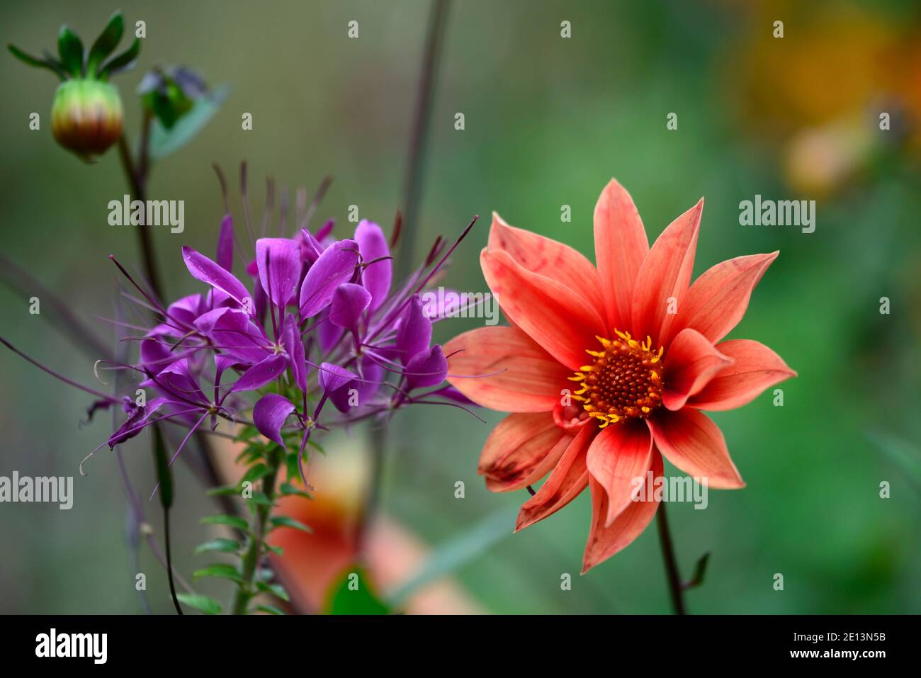 Cleome hassleriana Violet Queen,spider flower Violet Queen,violet ...