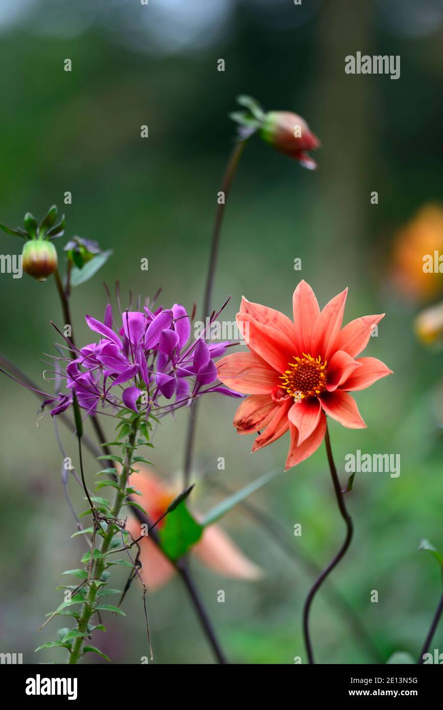 Cleome hassleriana violet queen’ hi-res stock photography and images ...