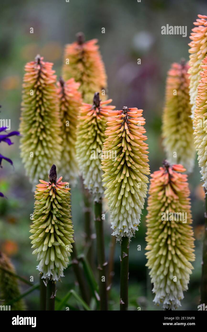 Linearifolia hi-res stock photography and images - Alamy