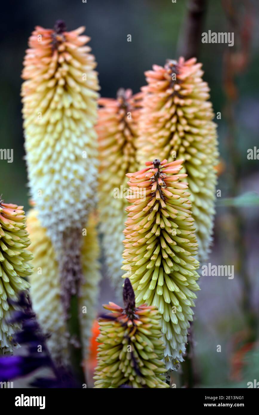 Kniphofia scorched corn hi-res stock photography and images - Alamy