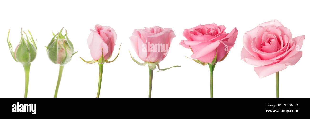 Blooming stages of rose flower on white background Stock Photo - Alamy