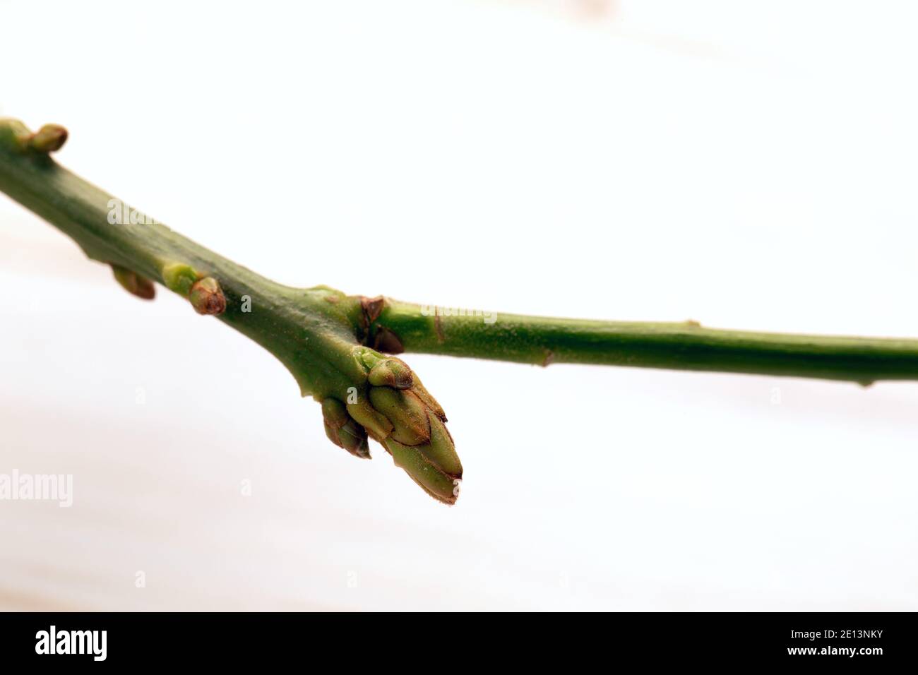 Young tree branch with budding leaves isolated on white background ...