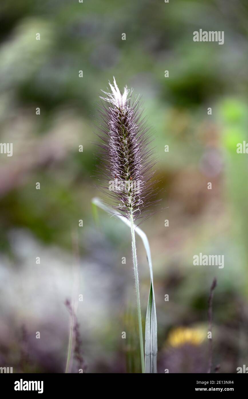 Pennisetum alopecuroides Red Head,Fountain Grass,ornamental grass ...