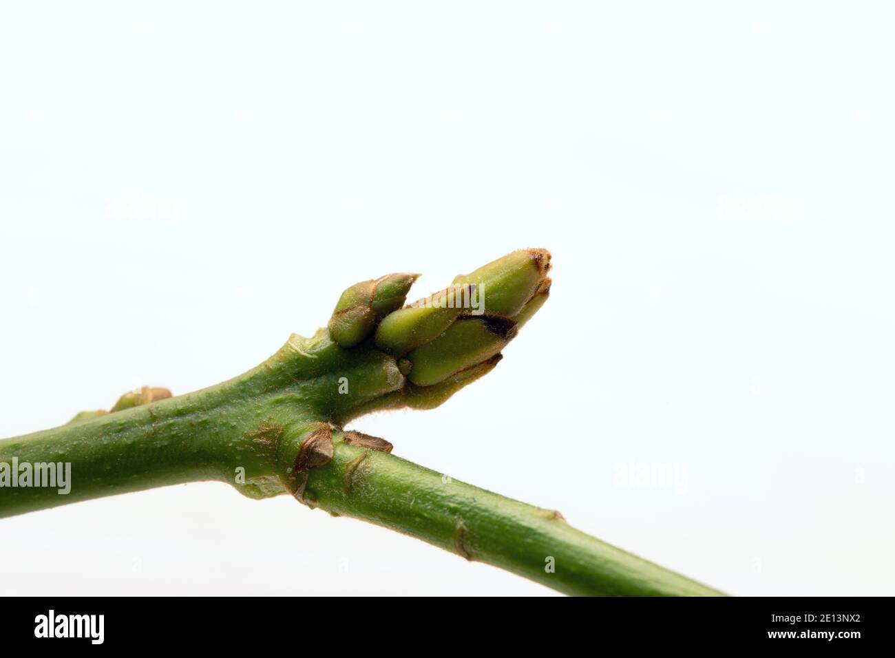 Spring leaf bud on tree sprout with new leaves isolated on white ...