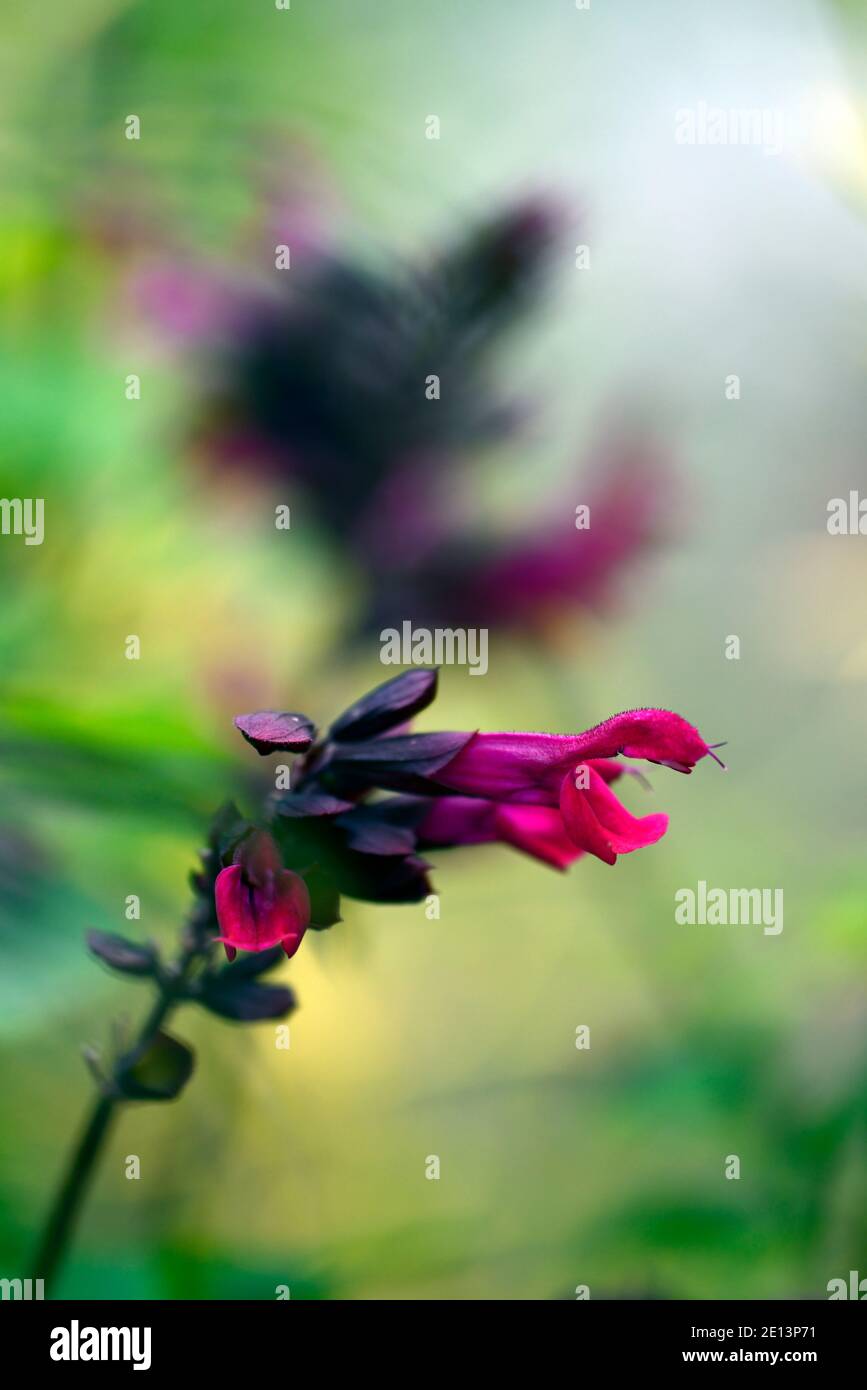 salvia rockin fuchsia,Salvias,sages,pink purple flowers,pink purple ...