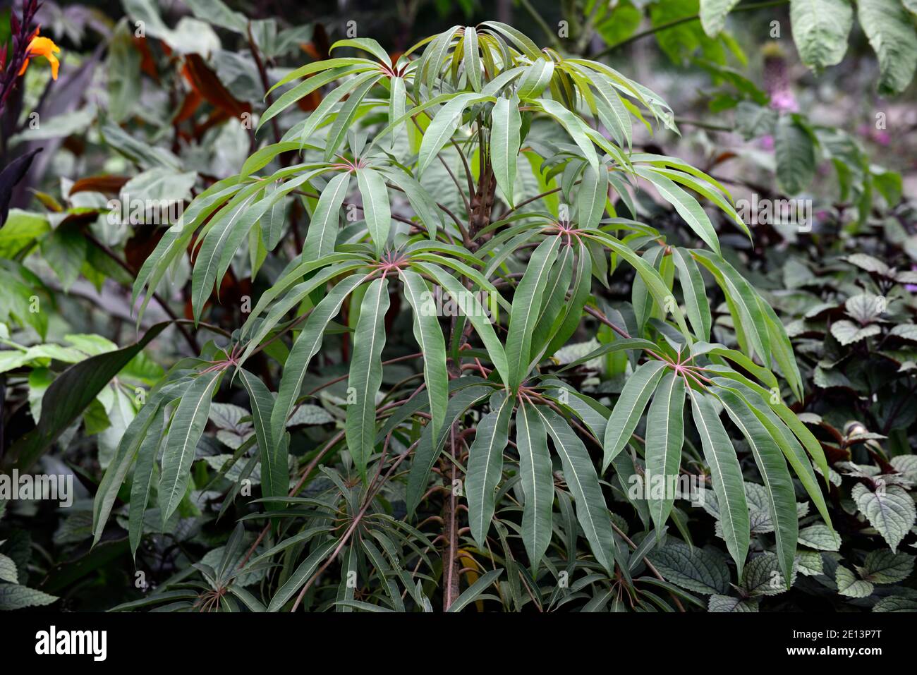 Schefflera sp from Yunnan,dark new growth,green,leaves,foliage,tropical ...