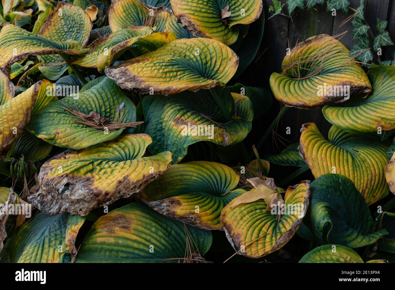 Fading hosta leaves, green turning to gold and brown, autumn garden ...