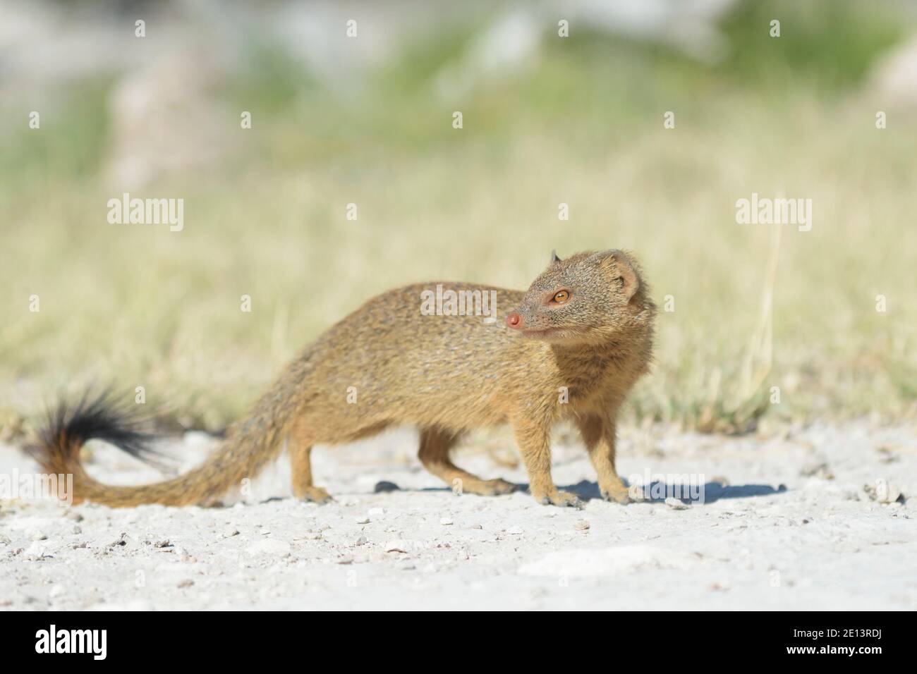 Slender tailed mongoose side view hi-res stock photography and images ...