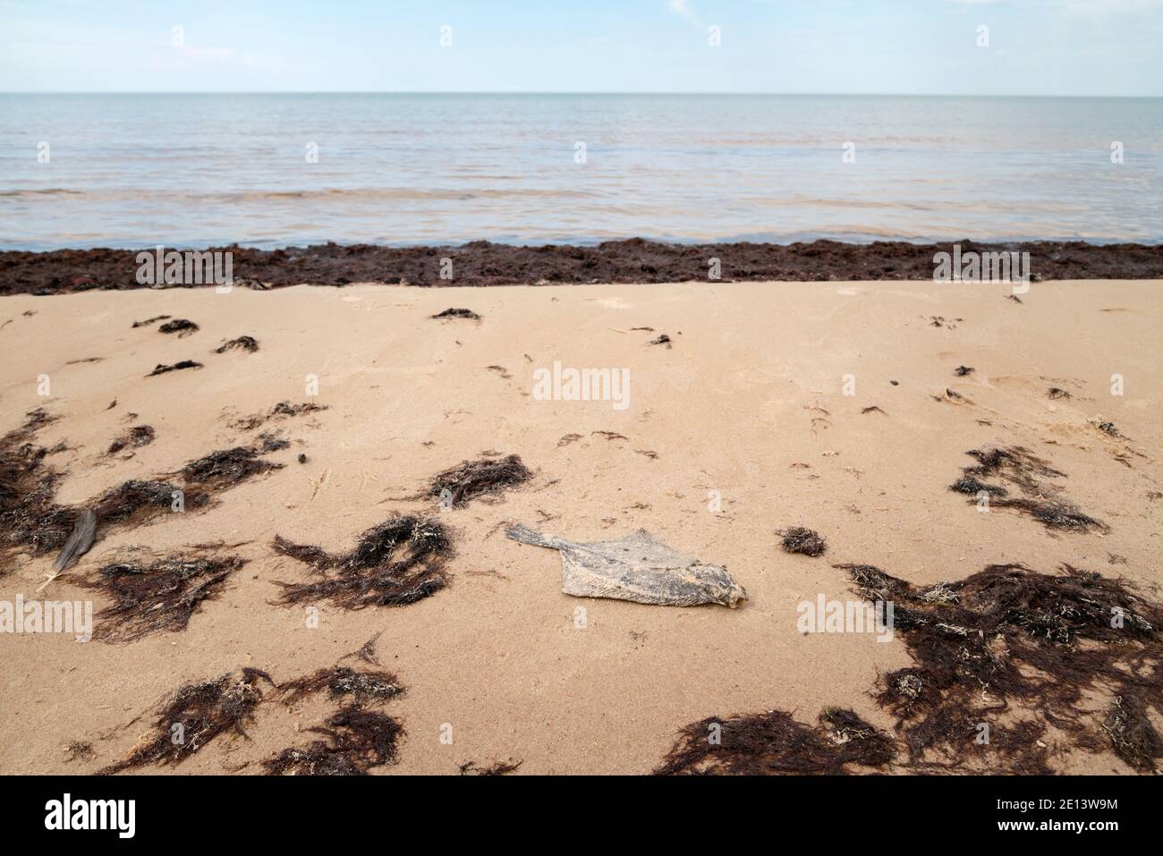 Dead flatfish on the sand at the sea shore. Water pollution ...