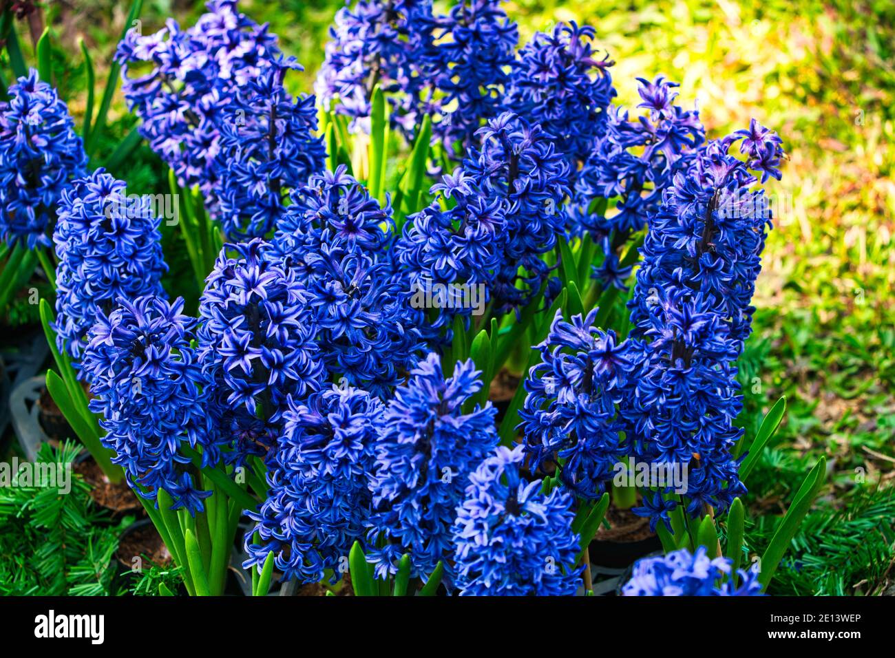 Blue Hyacinthus orientalis in the garden. Dutch or garden hyacinth ...