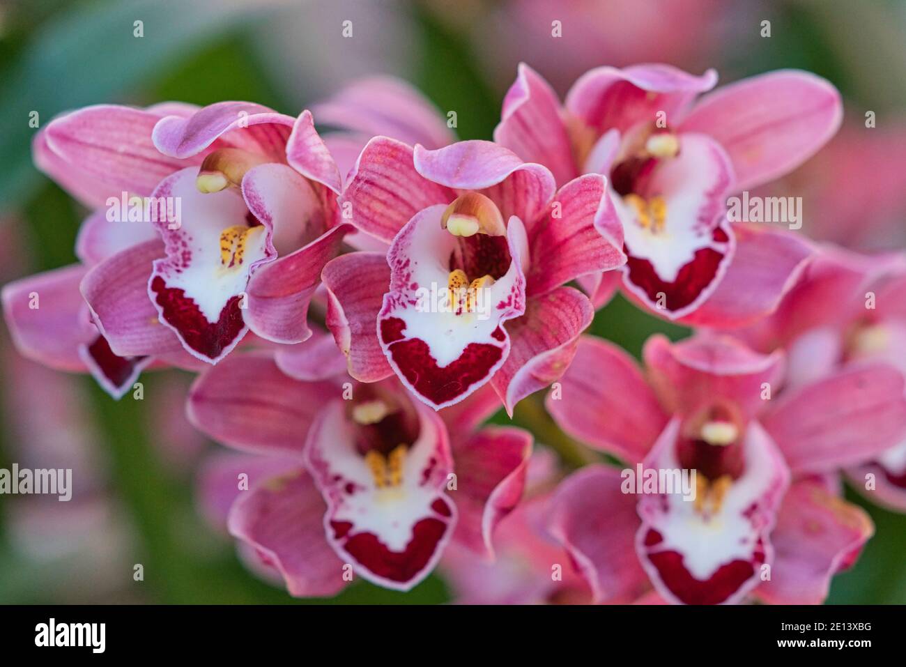 Boat Orchid (Cymbidium spp) in the garden.Boat orchid flower in bloom ...