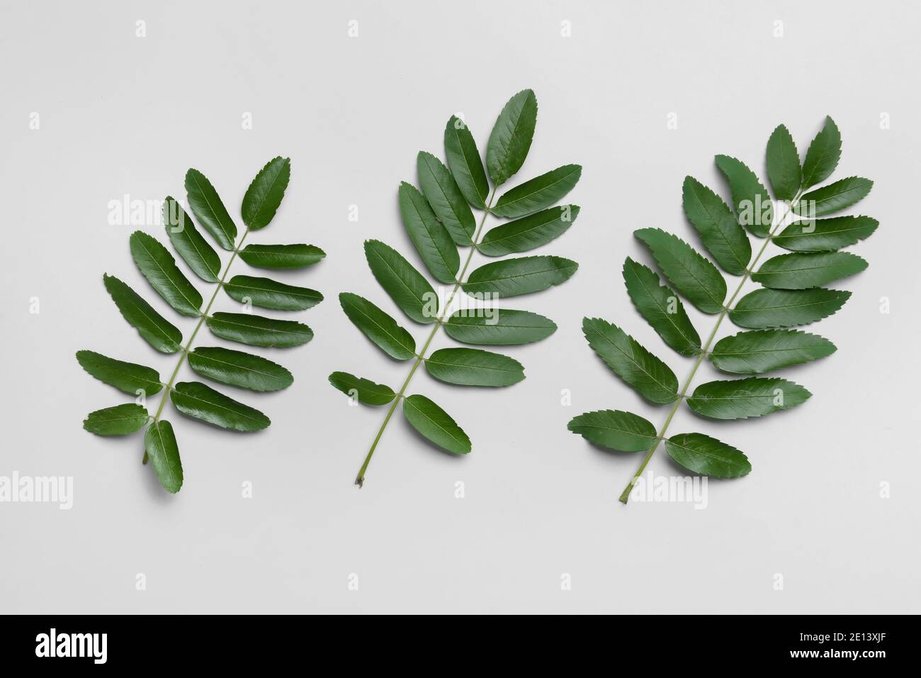 Green rowan branches on white background Stock Photo - Alamy