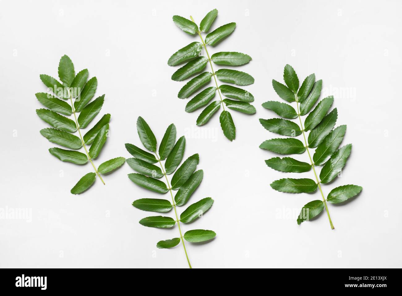 Green rowan branches on white background Stock Photo - Alamy