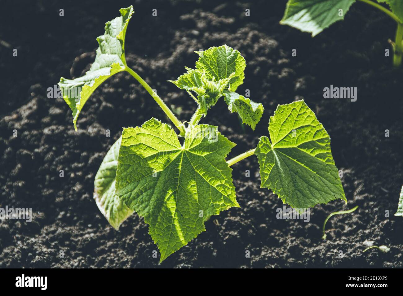 Macro shoot wet cucumber hi-res stock photography and images - Alamy