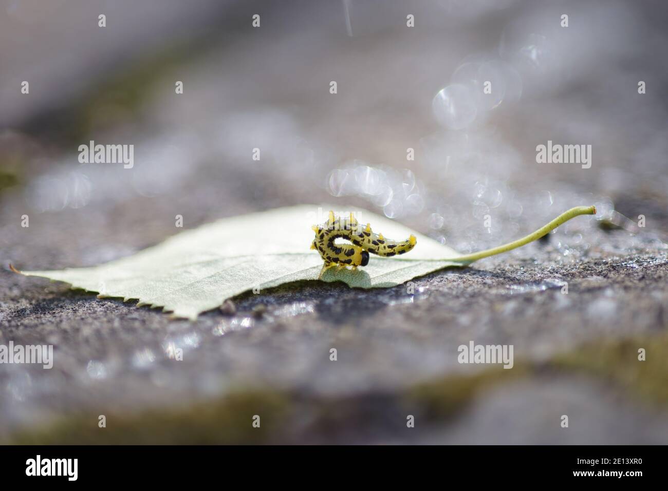Twisted body hi-res stock photography and images - Alamy