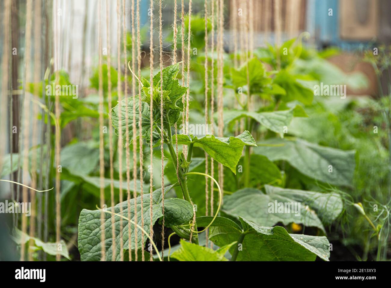 Green cucumber shoots with leaves in farmer greenhouse, young cucumber ...