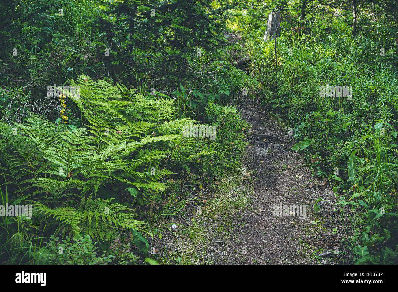 Lush green rainforest winding hi-res stock photography and images - Alamy