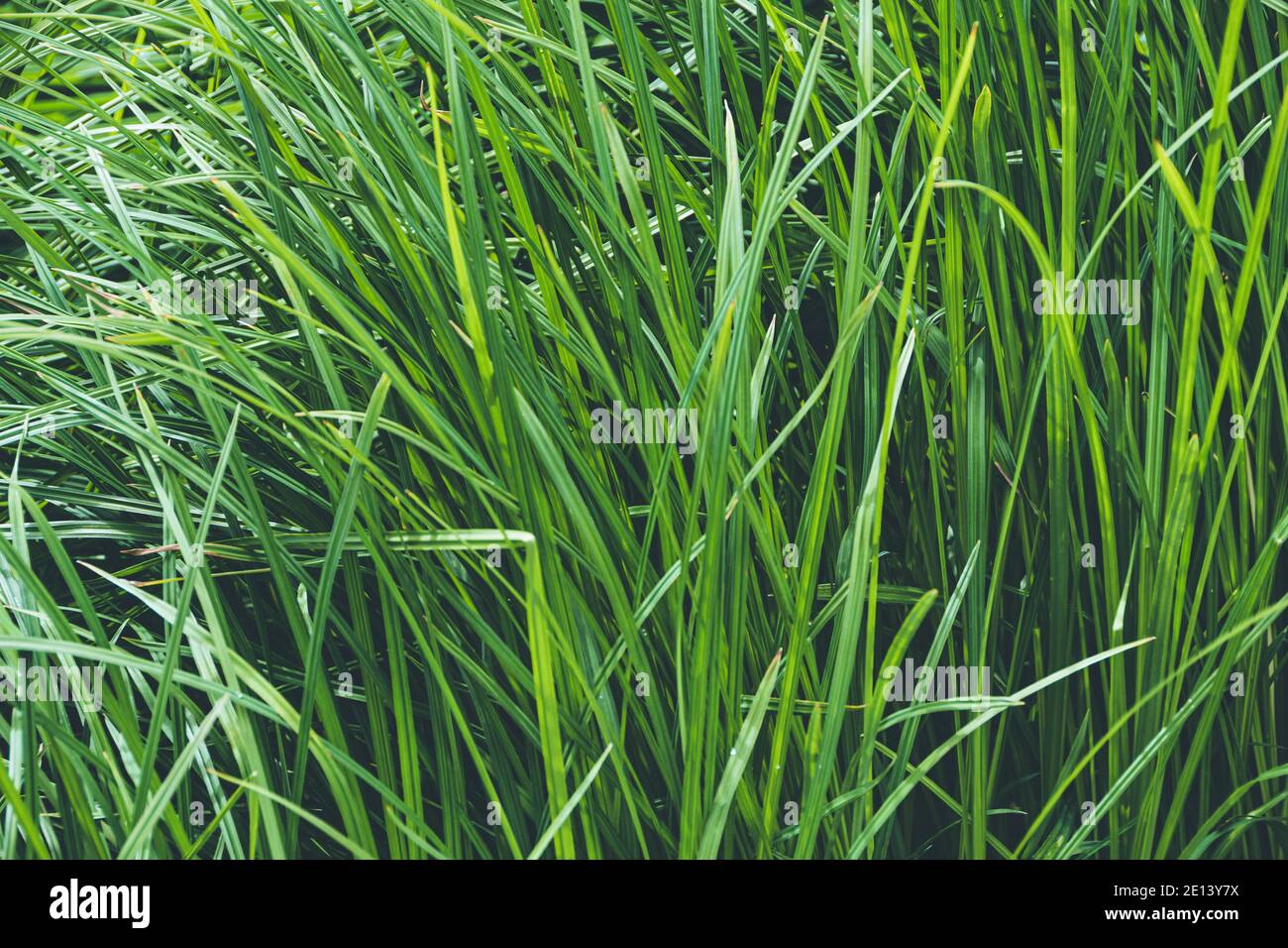 Wet grass gras hi-res stock photography and images - Alamy