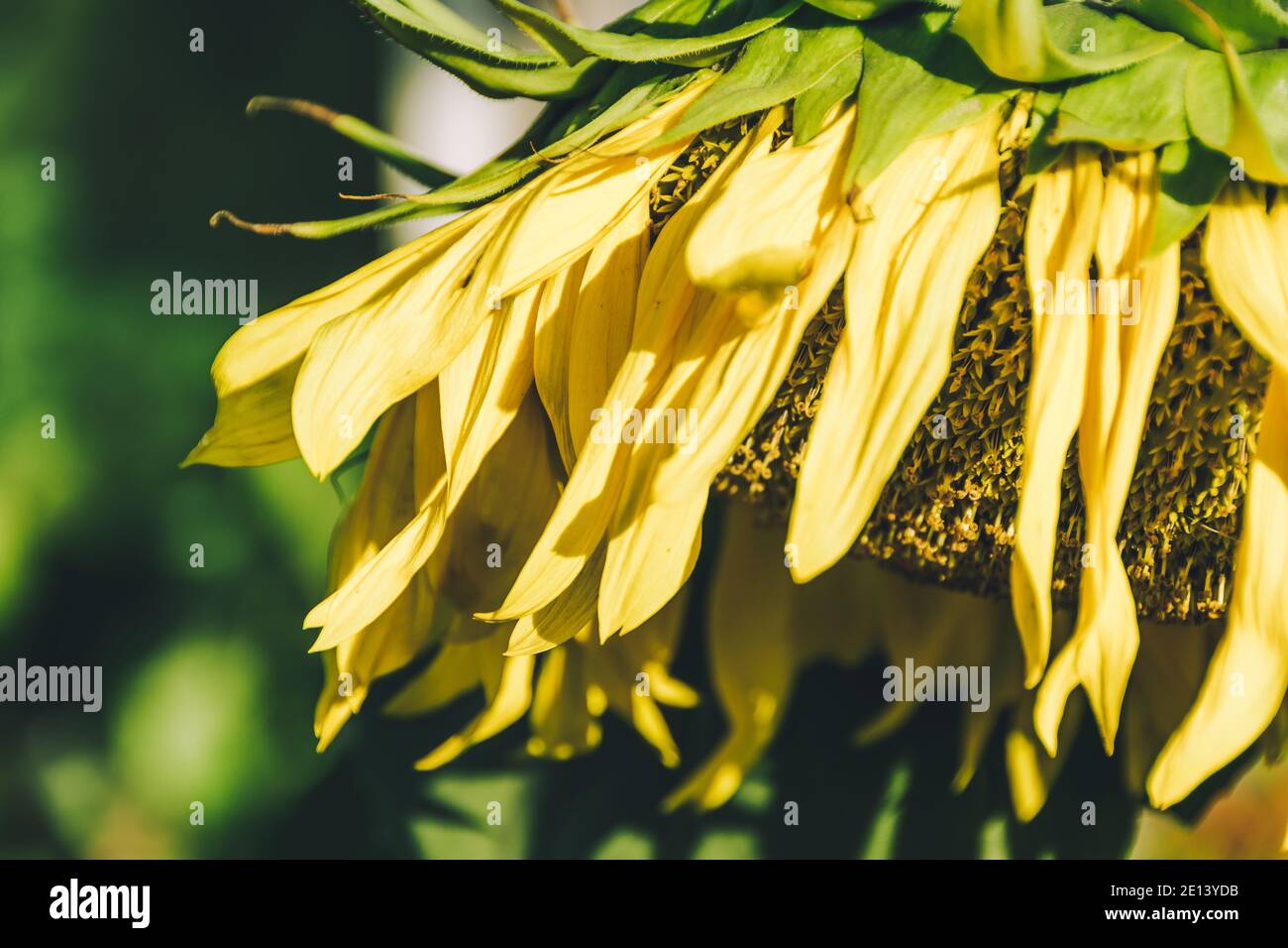 Sunflower inflorescence hi-res stock photography and images - Alamy