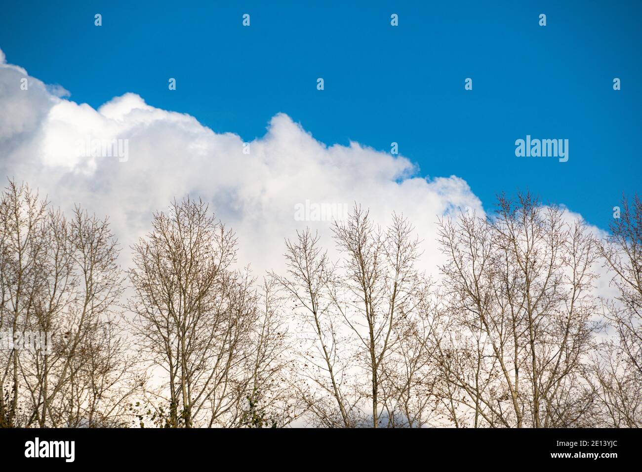 Thick clouds over row of autumn trees Stock Photo - Alamy