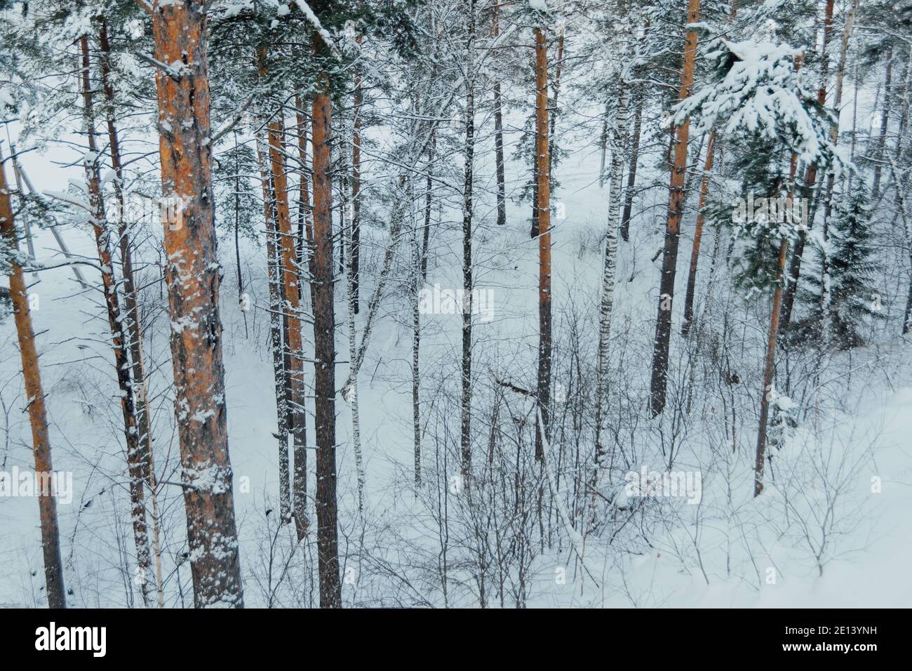 Tall slim tree hi-res stock photography and images - Alamy