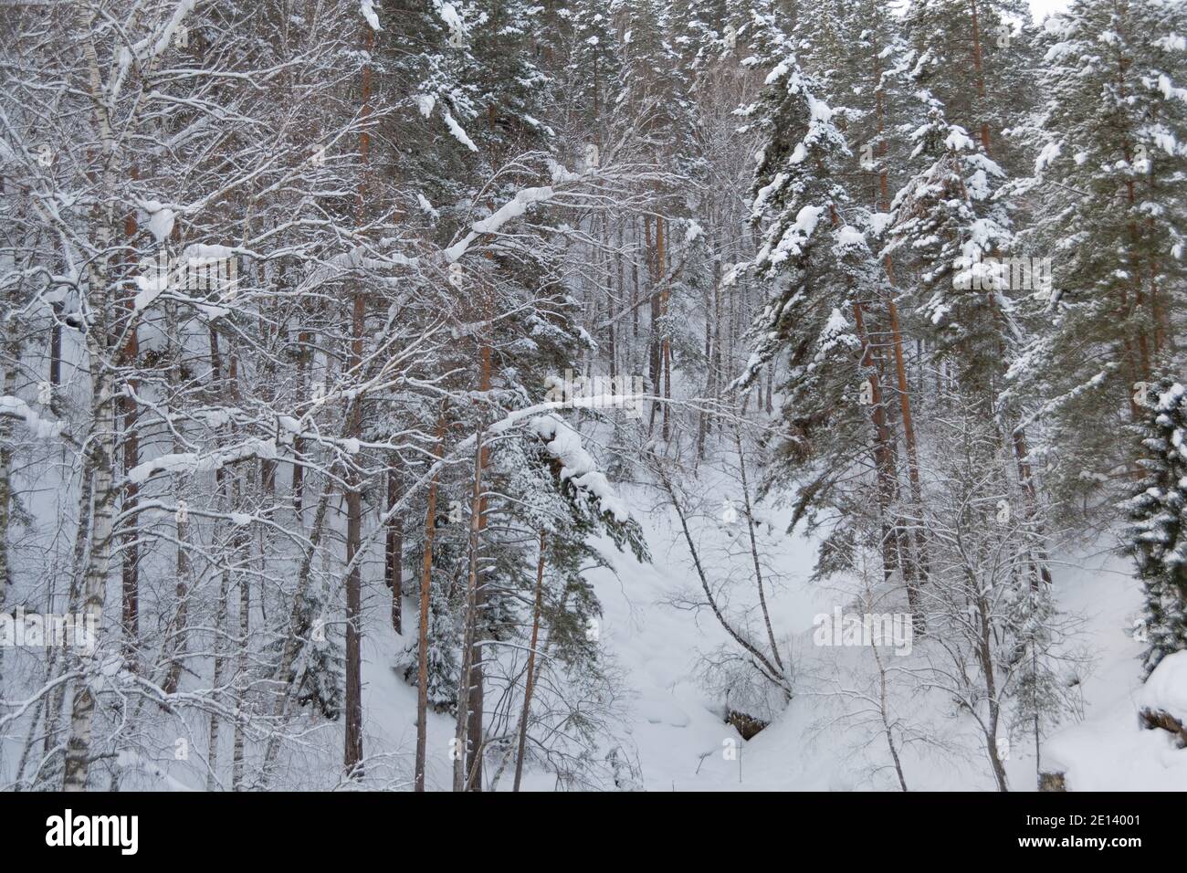 Siberian winter forest with pine trees on slope and frozen tree ...