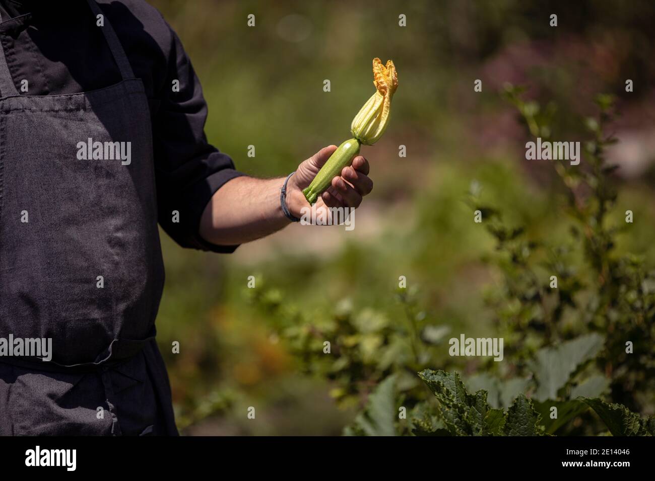 A man holds a fresh zucchini Stock Photo - Alamy