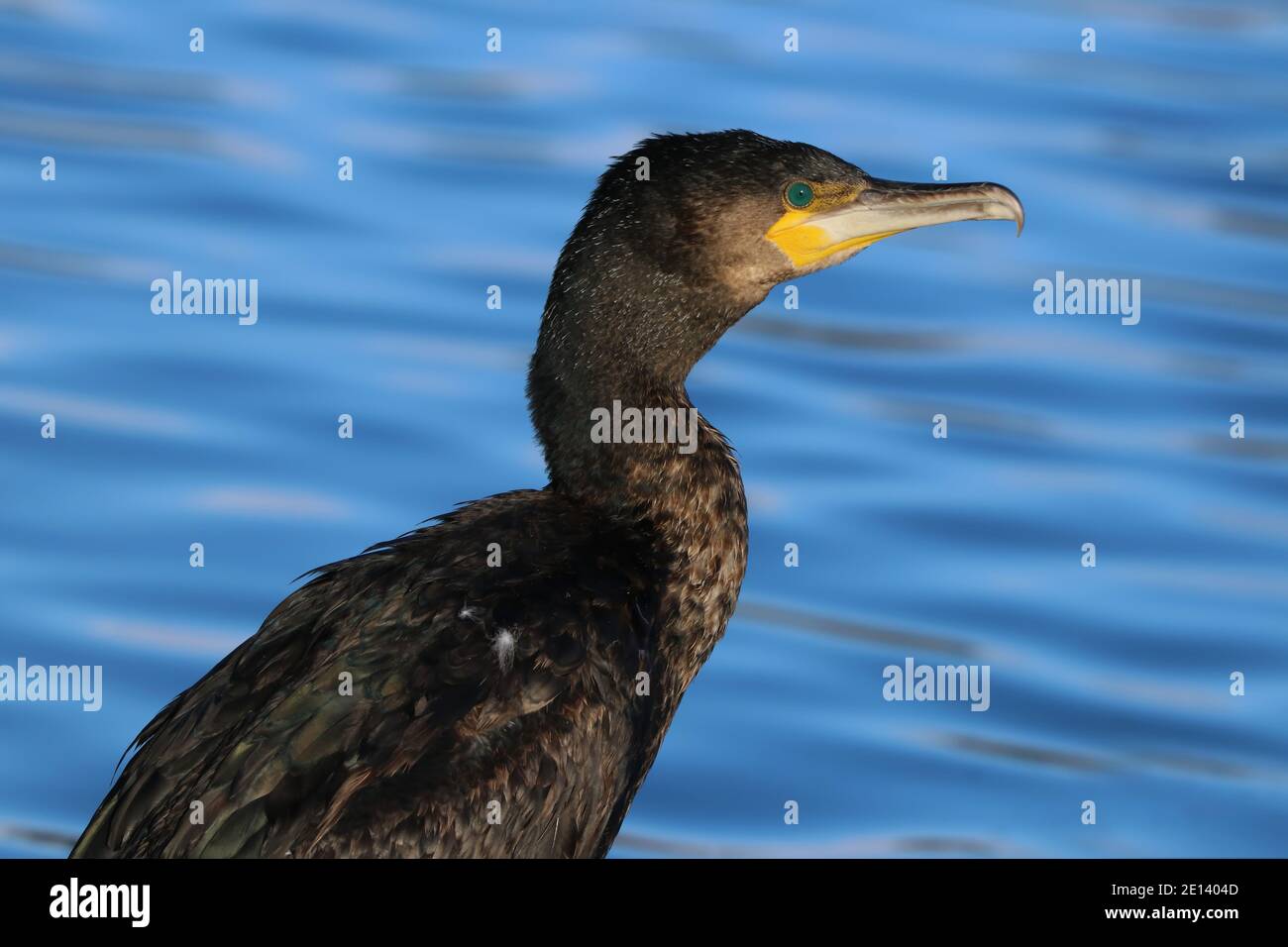Beautiful cormorant standing lake hi-res stock photography and images ...